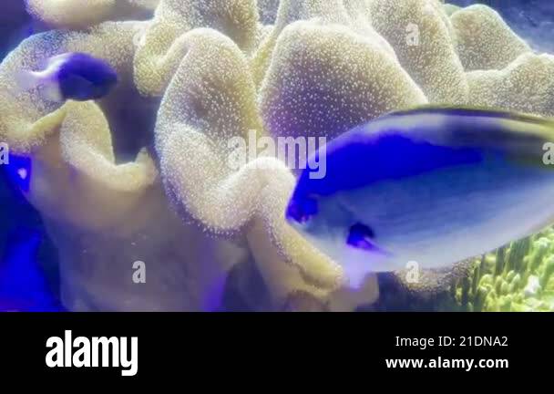 Vibrant Yellow and Blue Fish Swimming Near Detailed Leather Coral in a ...