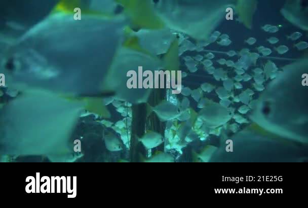 An underwater scene of numerous silver fish swimming in a well-lit ...