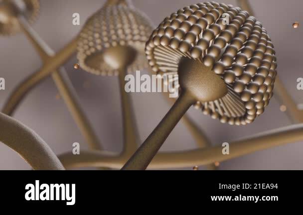 3d animation of Aspergillus genus. Aspergillosis is a spectrum of ...