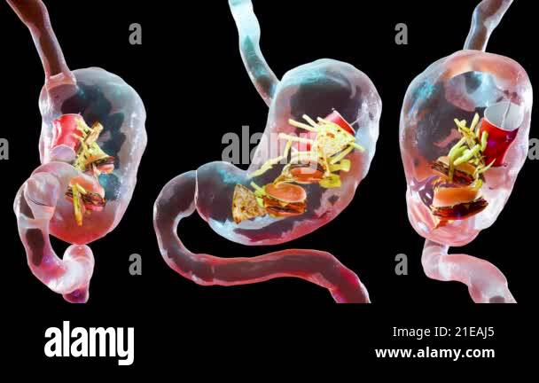 Stomach with Junk food, unhealthy hamburger and pizza and fries ...