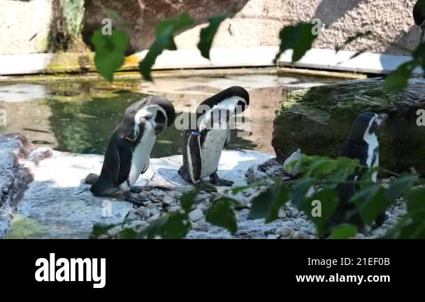 Penguins clean their feathers. Penguin hygiene. Aquatic flightless ...