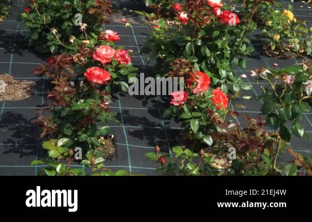 Nostalgia' variety of hybrid Tea roses flourishing in a garden ...