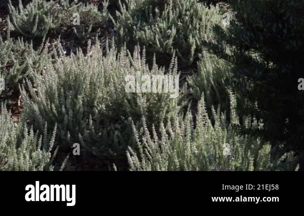 Scale like leaves Stock Videos & Footage - HD and 4K Video Clips - Alamy