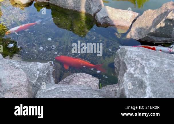 Two koi fish, an orange and a white, swim in a pond surrounded by rocks ...