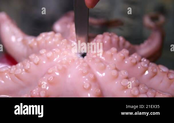 Chef preparing octopus in commercial kitchen. cut octopus teeth. cut up ...
