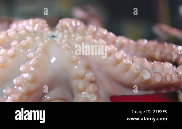 Octopus cooking, chef Boiling fresh octopus on restaurant kitchen ...