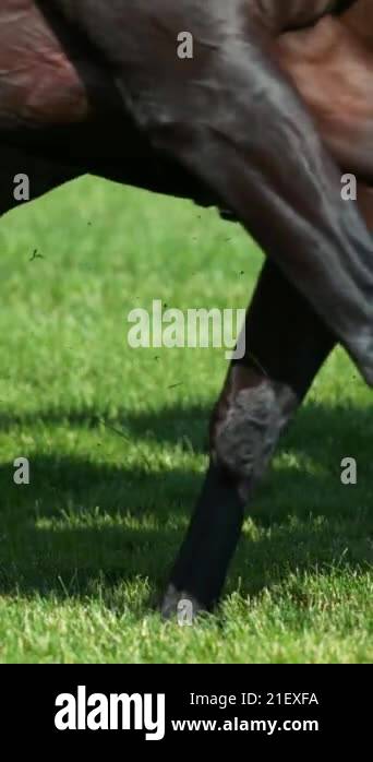 Super Slow Motion of Running Horses on Derby. Closeup of Legs. Filmed ...