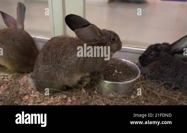 Dark rabbits on the farm. High quality 4k footage Stock Video Footage ...