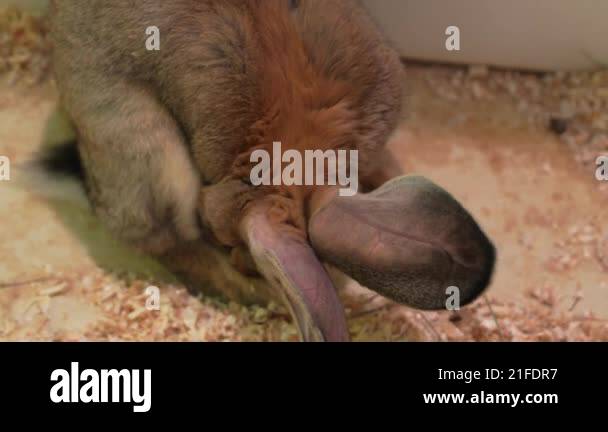 Dark rabbits on the farm. High quality 4k footage Stock Video Footage ...