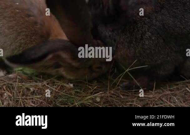 Dark rabbits on the farm. High quality 4k footage Stock Video Footage ...