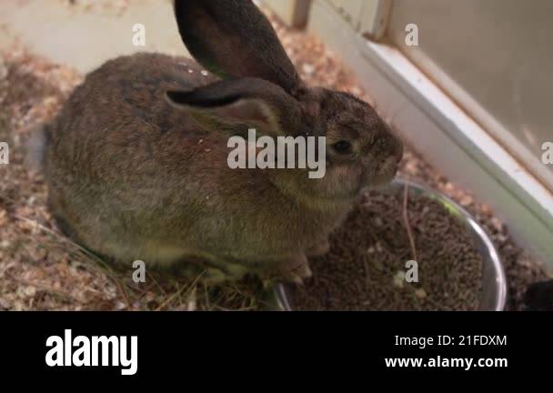Dark rabbits on the farm. High quality 4k footage Stock Video Footage ...