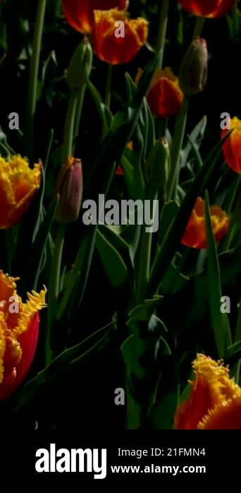Variegated Red Yellow Tulips in rows in Skagit Valley field on a sunny ...