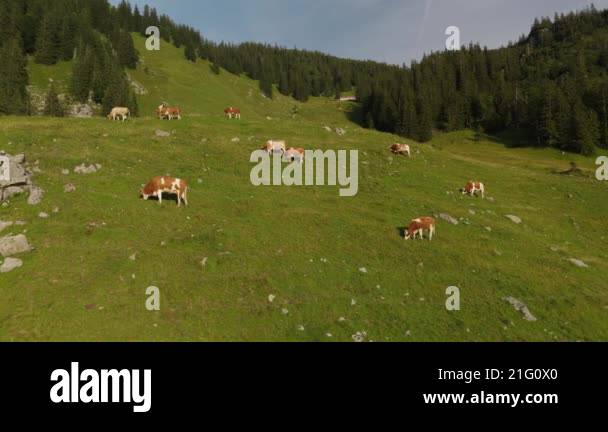 Herd of brown and white cows graze on mountain in Alps. Cattle grazing ...