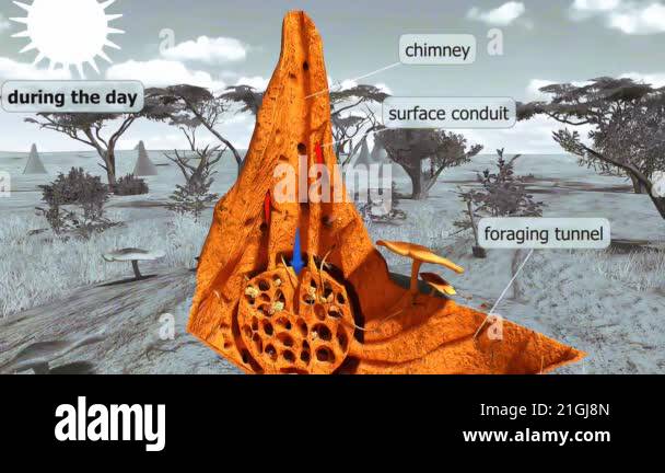 3D illustration of a termite mound's ventilation system, showcasing ...