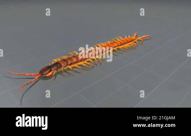 Anatomy of the Megarian banded centipede, highlighting segmented body ...