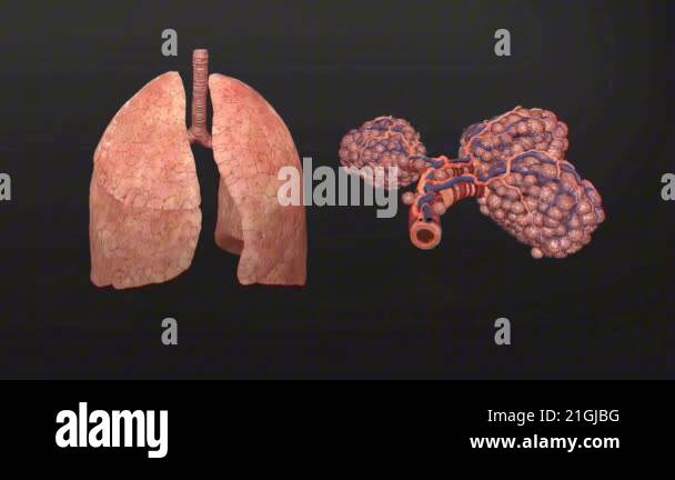 Healthy lungs alveoli Stock Videos & Footage - HD and 4K Video Clips ...
