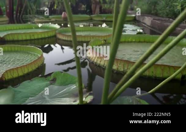 Exotic aquatic plants and landscaping. Closeup view of giant amazon ...