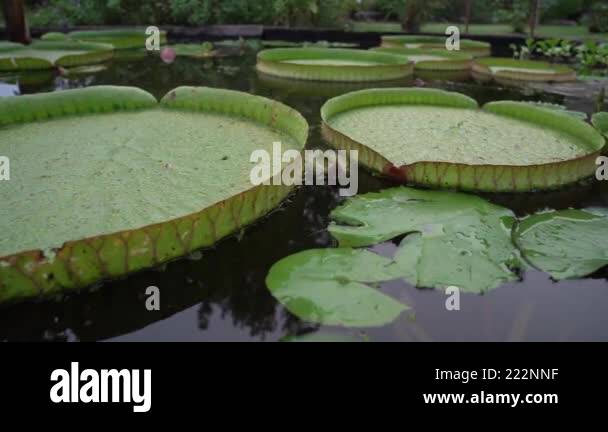 Exotic aquatic plants and landscaping. Closeup view of giant amazon ...