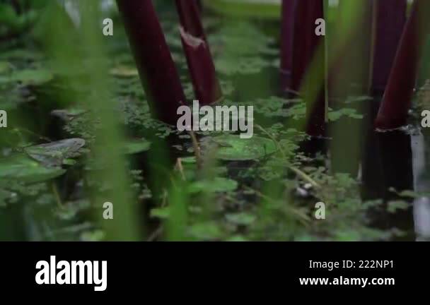 Exotic aquatic plants and landscaping. Closeup view of a giant amazon ...