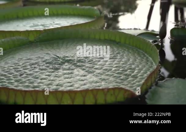 Exotic aquatic plants and landscaping. Closeup view of a giant amazon ...