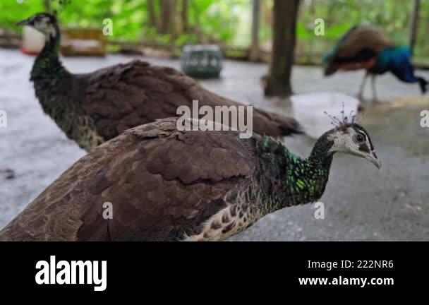 Elegant peahens and a stunning peacock are displaying their vibrant ...