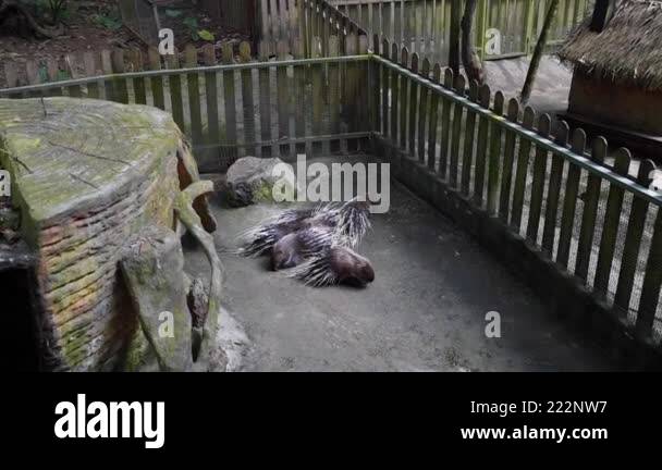 A solitary animal peacefully rests within a quiet zoo enclosure that is ...