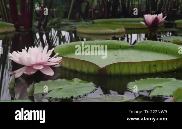 Exotic aquatic plants and landscaping. Closeup view of a giant amazon ...