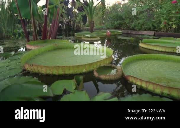 Exotic aquatic plants and landscaping. Closeup view of giant amazon ...