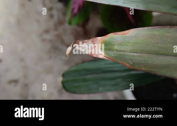 dry leaf tips on plants. various factors such as disease, pests, lack ...