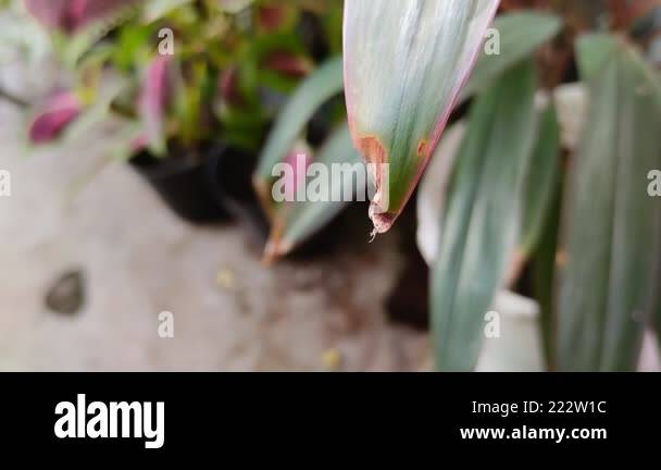 dry leaf tips on plants. various factors such as disease, pests, lack ...