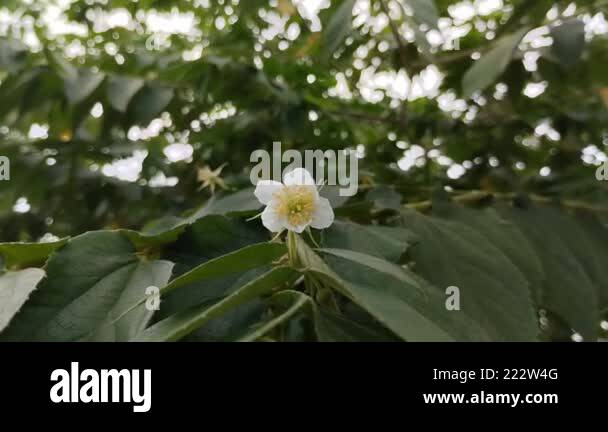 beautiful white flowers blooming on the kersen tree Stock Video Footage ...