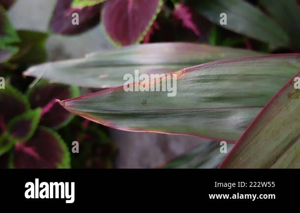 dry leaf tips on plants. various factors such as disease, pests, lack ...