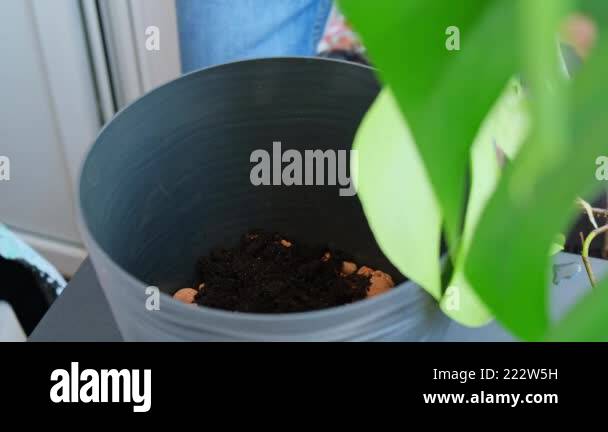 Man gardener hands transplant monstera house plant in pot. Concept of ...
