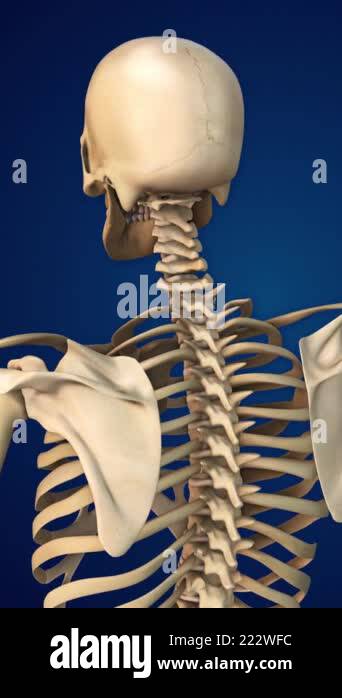 3D Human Skeleton and Bone Structure Atlas Stock Video Footage - Alamy