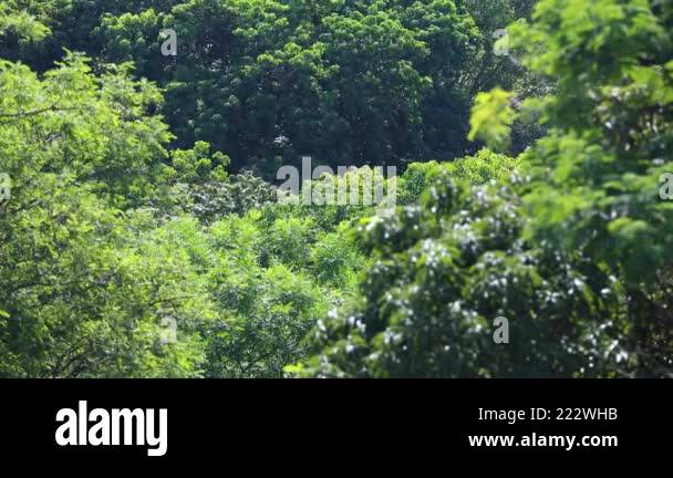 Idyllic natural forest scenery and light breeze. Pollinating bees in ...