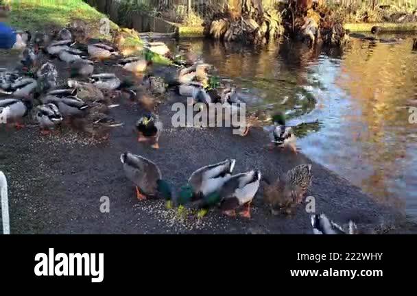 Ducks on a pond being fed by visitors in a peaceful town park with ...