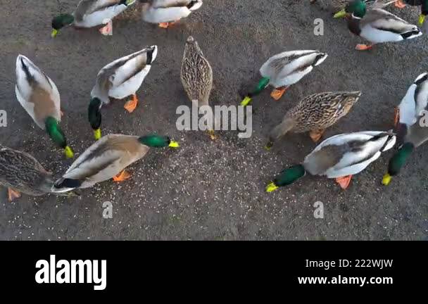 Ducks on a pond being fed by visitors in a peaceful town park with ...