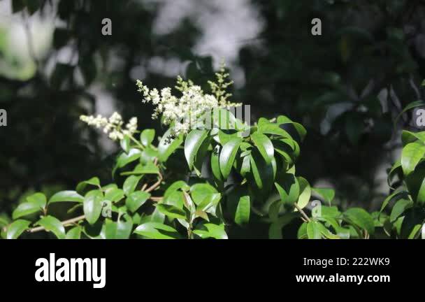 Idyllic natural forest scenery and light breeze. Pollinating bees in ...