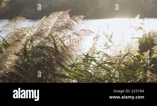 Sunlit reeds sway gently by the edge of a calm lake, their golden hues ...