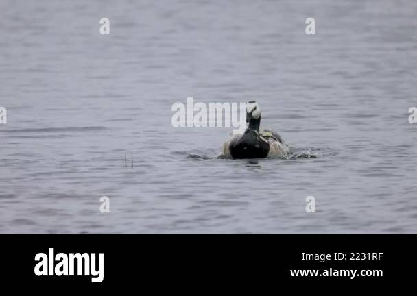 A black and white waterfowl gracefully swims across a calm lake. The ...
