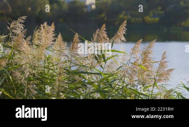 Sunlit reeds sway gently by the edge of a calm lake, their golden hues ...