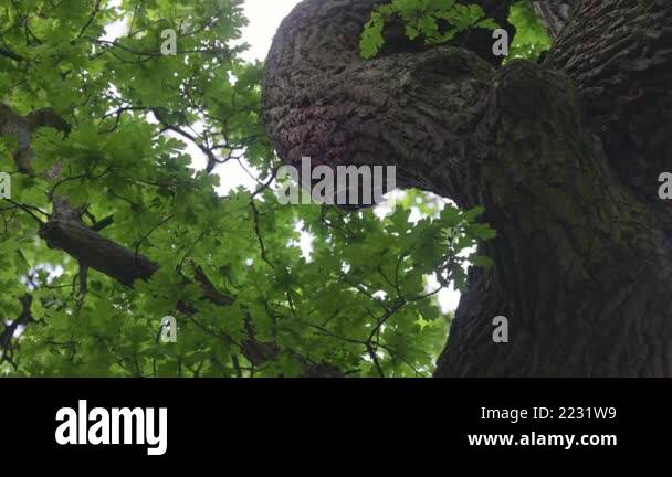 A woodpecker pecking at a tree trunk, surrounded by vibrant green ...