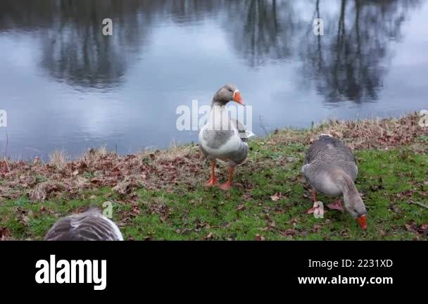 Geese grazing by a calm pond on a chilly day, surrounded by green grass ...