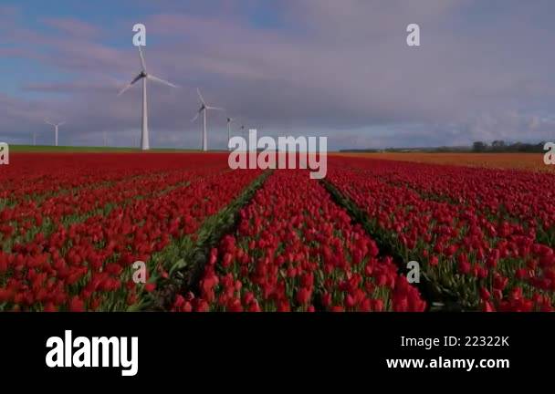 Vibrant tulip fields stretch widely under a clear sky, where elegant ...