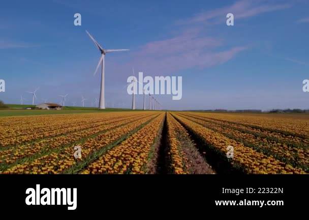 Amidst sprawling tulip fields, majestic wind turbines reach for the sky ...