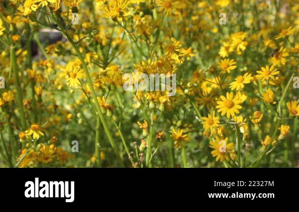 Texas bee Stock Videos & Footage - HD and 4K Video Clips - Alamy