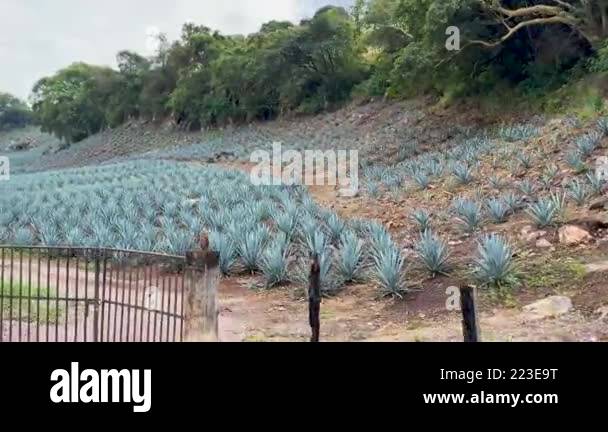 A hillside covered in rows of agave plants, surrounded by trees and ...