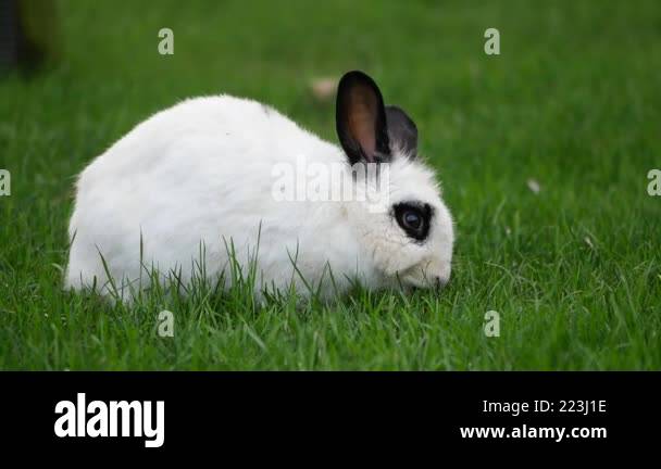 Dappled bunny in grass Stock Videos & Footage - HD and 4K Video Clips ...