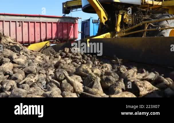 Low angle view, on agricultural machine, beet loader as transferring ...