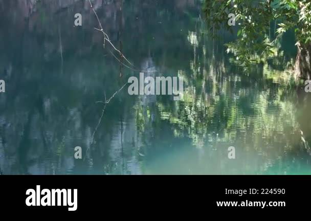 View of various types of fish swimming in the blue lake. Black fish ...